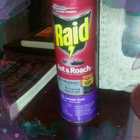 Raid Lavender Scent Ant & Roach Killer Reviews 2019
